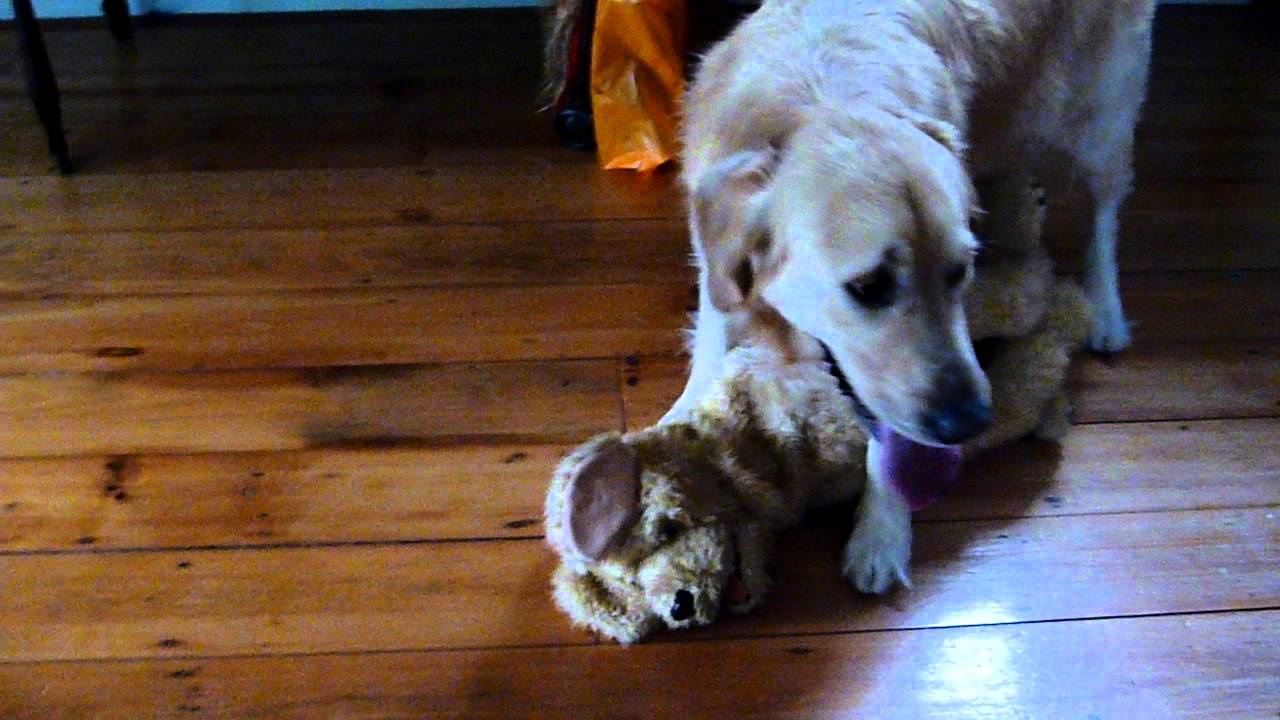 The Mating Ritual of Australian Dogs - YouTube