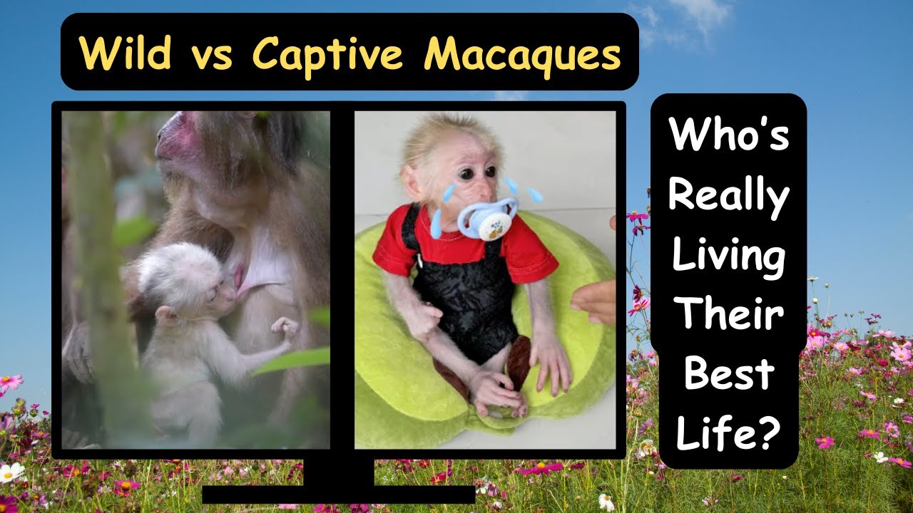 Wild vs Captive Macaques: Life Expectancy Gaps Between Wild and Captive ...