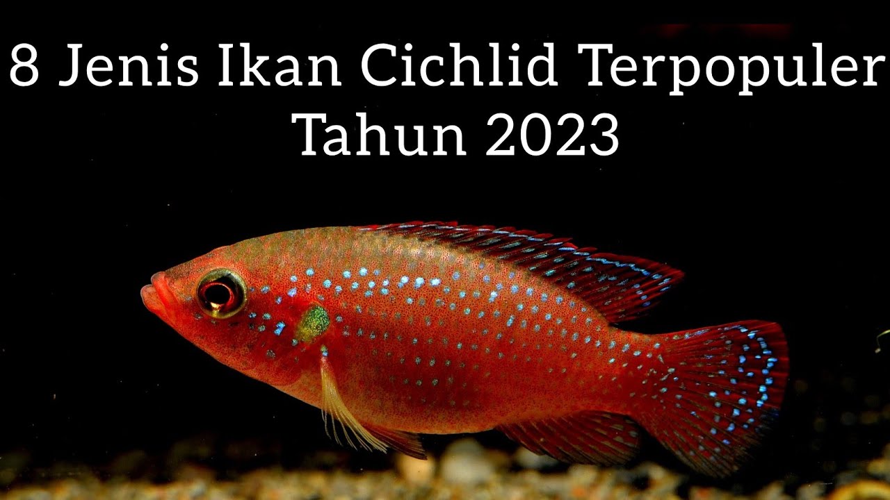Jenis Ikan Cichlid Yang Terpopuler Di Tahun 2023 - YouTube