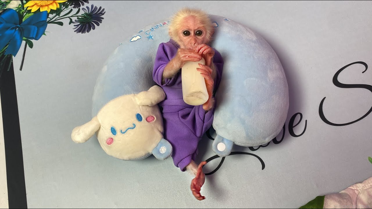 So cute ! Little Monkey Luk's morning routine - YouTube