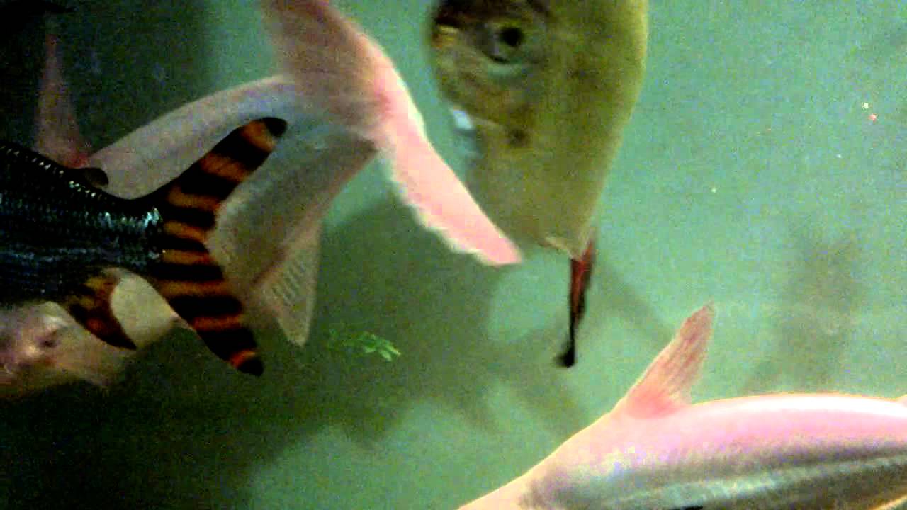 Tiburones pangasios albinos y negros - YouTube