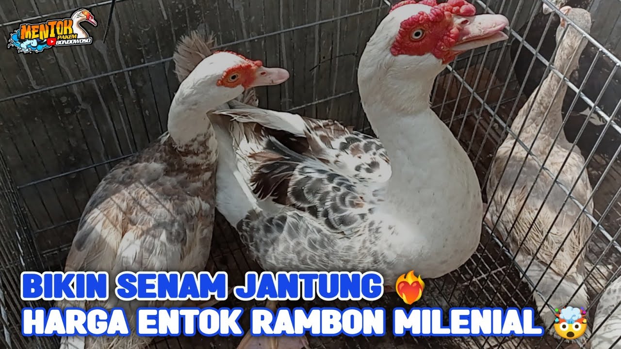 TIDAK UNTUK KAUM MENDANG MENDING‼️HARGA ENTOK RAMBON MILENIAL - YouTube