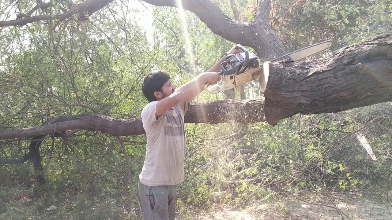 Amazing Fastest Skill Cutting Big Tree ChainSaw Machines - YouTube