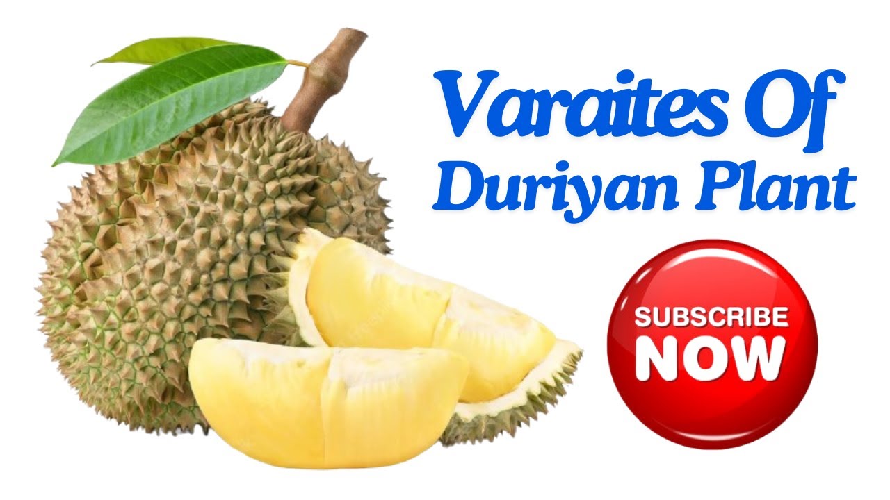 Buy Durian Fruit Plant in India | Durian Grafted Rare Exotic Fruit ...