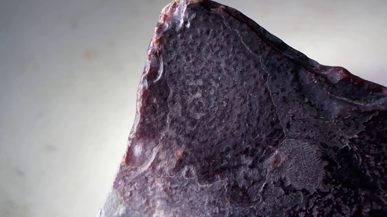 Diatom fossil Lower-Jurassic Period Jan 13 2020 - YouTube