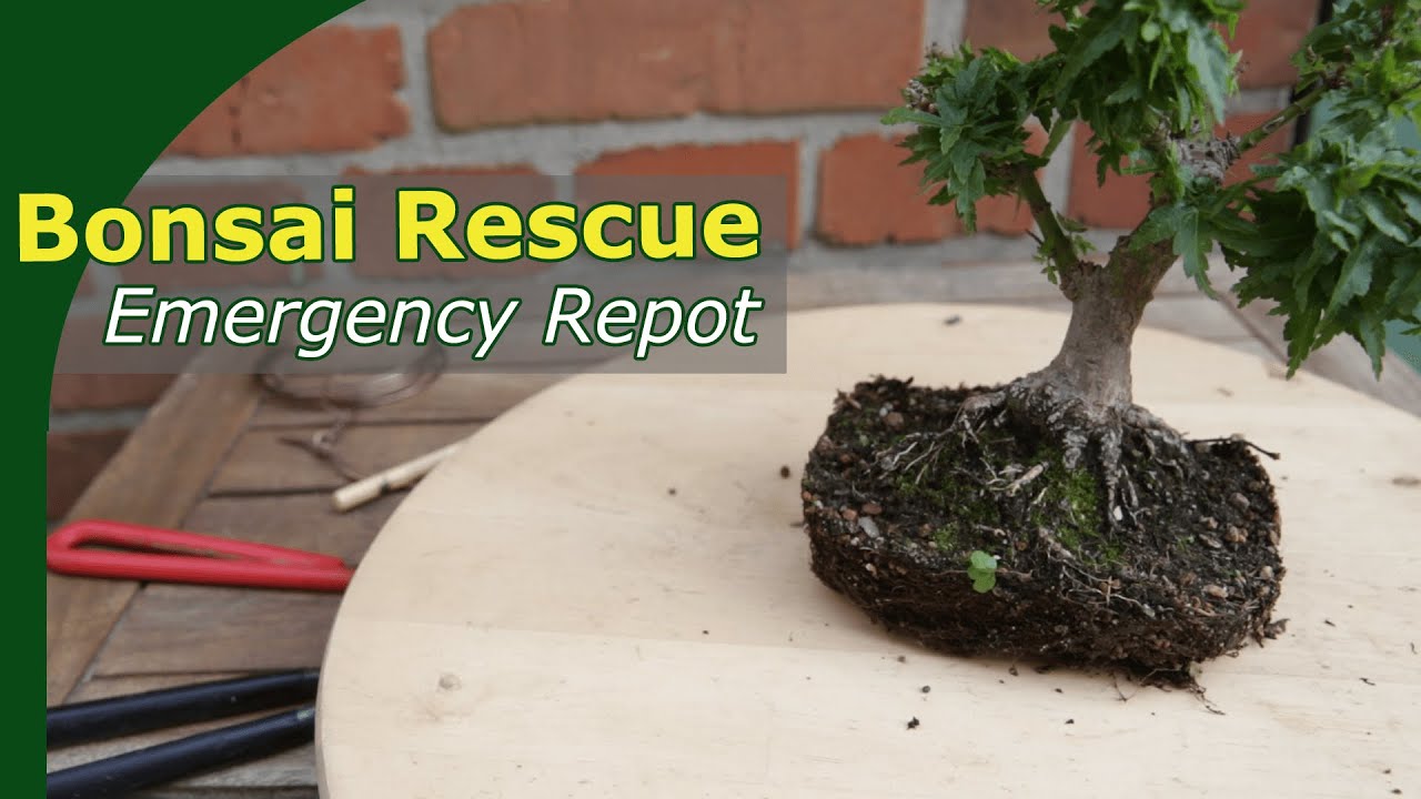 Emergency Repot for sick bonsai | Fixing Japanese Maple root problems ...