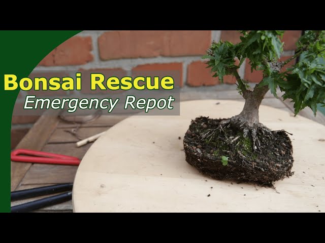 bonsai tree live wallpaper