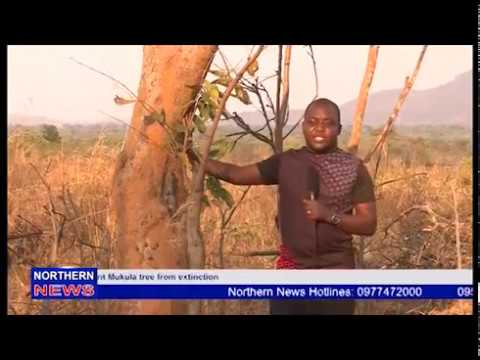 Re-Planting Of Mukula Trees In Mafinga 14 11 2018 - YouTube