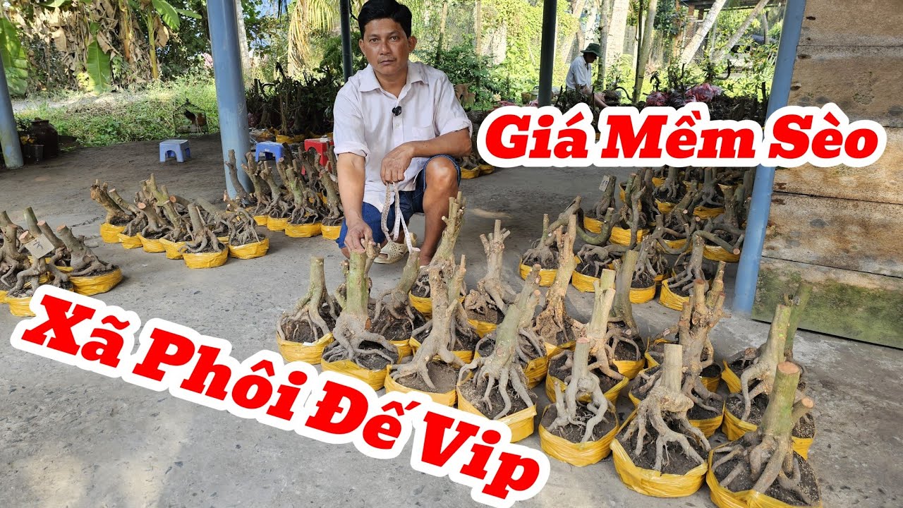 31/12☎️Mai Vàng Giá Rẻ☎️0865649529 Anh Nam☎️Xã Phôi Mai Đế Quái Giá Mềm ...