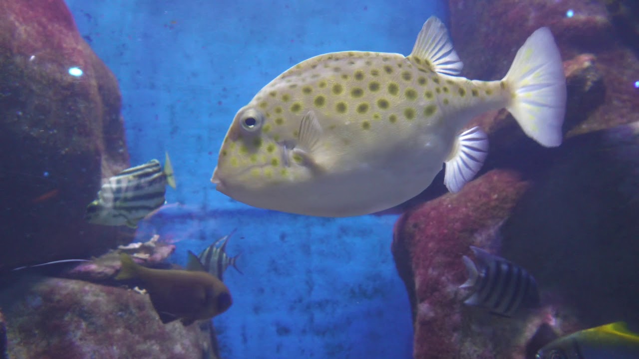 Fishy Features: The Boxfish | SEA LIFE Sydney Aquarium - YouTube