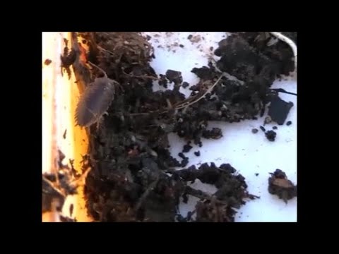 WOODLICE ROLY POLY PILL BUGS POTATO BUGS SAW BUGS: Information Tips and ...