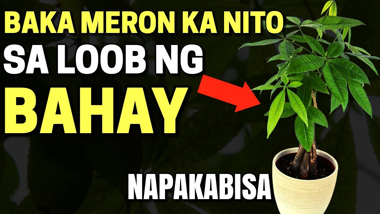 ITO PALA ANG NAKAKAMANGHANG DAHILAN BAKIT MARAMI ANG NAGAALAGA NG MONEY ...