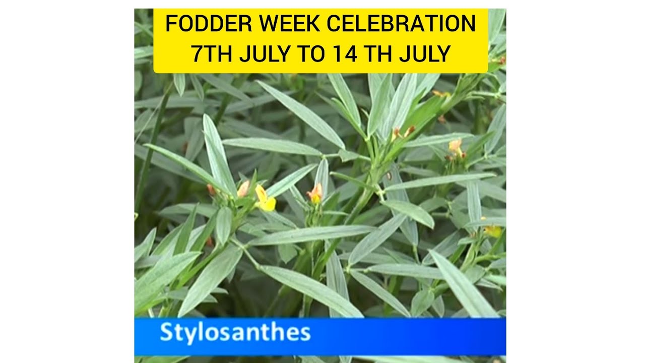 STYLOSANTHES HEMATA - LEGUMINOUS FODDER - YouTube