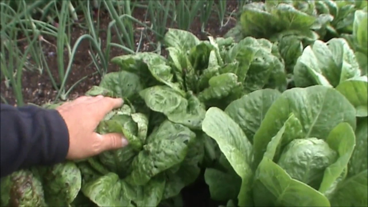 Allotment update 25/6/17 harvesting and Rust has arrived & digging up ...