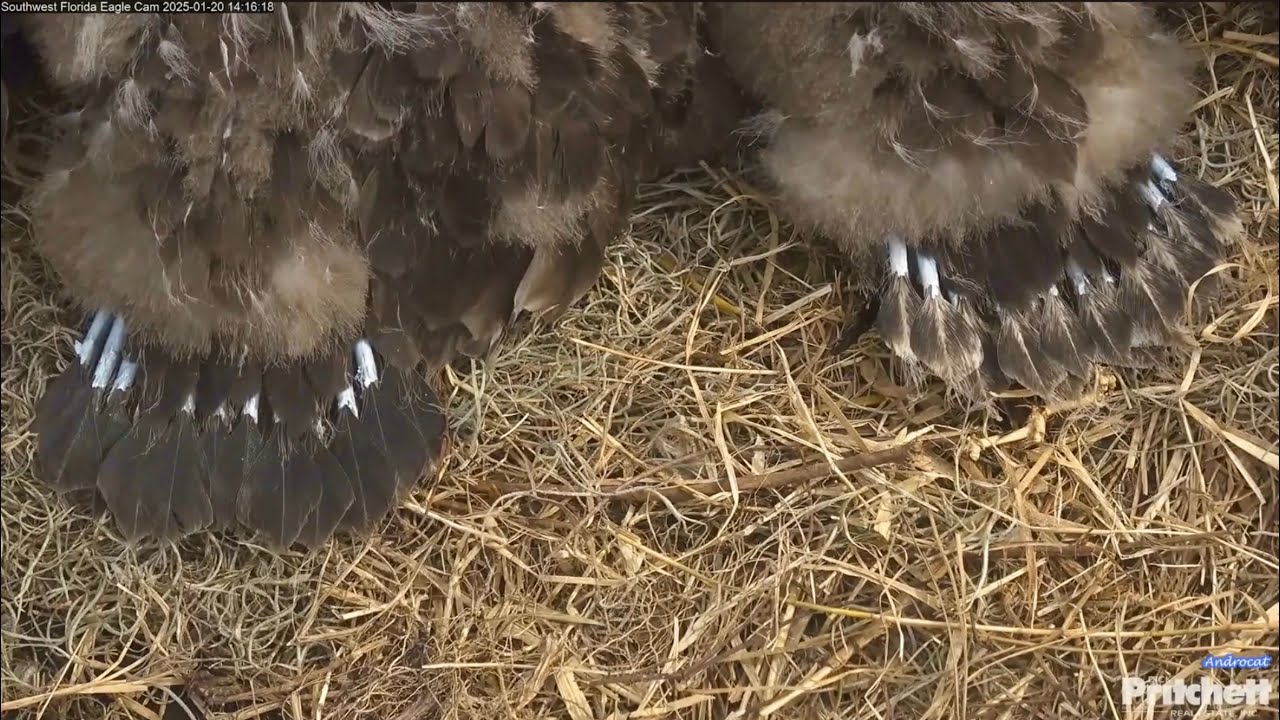 SWFL Eagles 1-21-25. Moments in Time: Tail Feathers😍, Cute Interactions, Wing Flapping ...