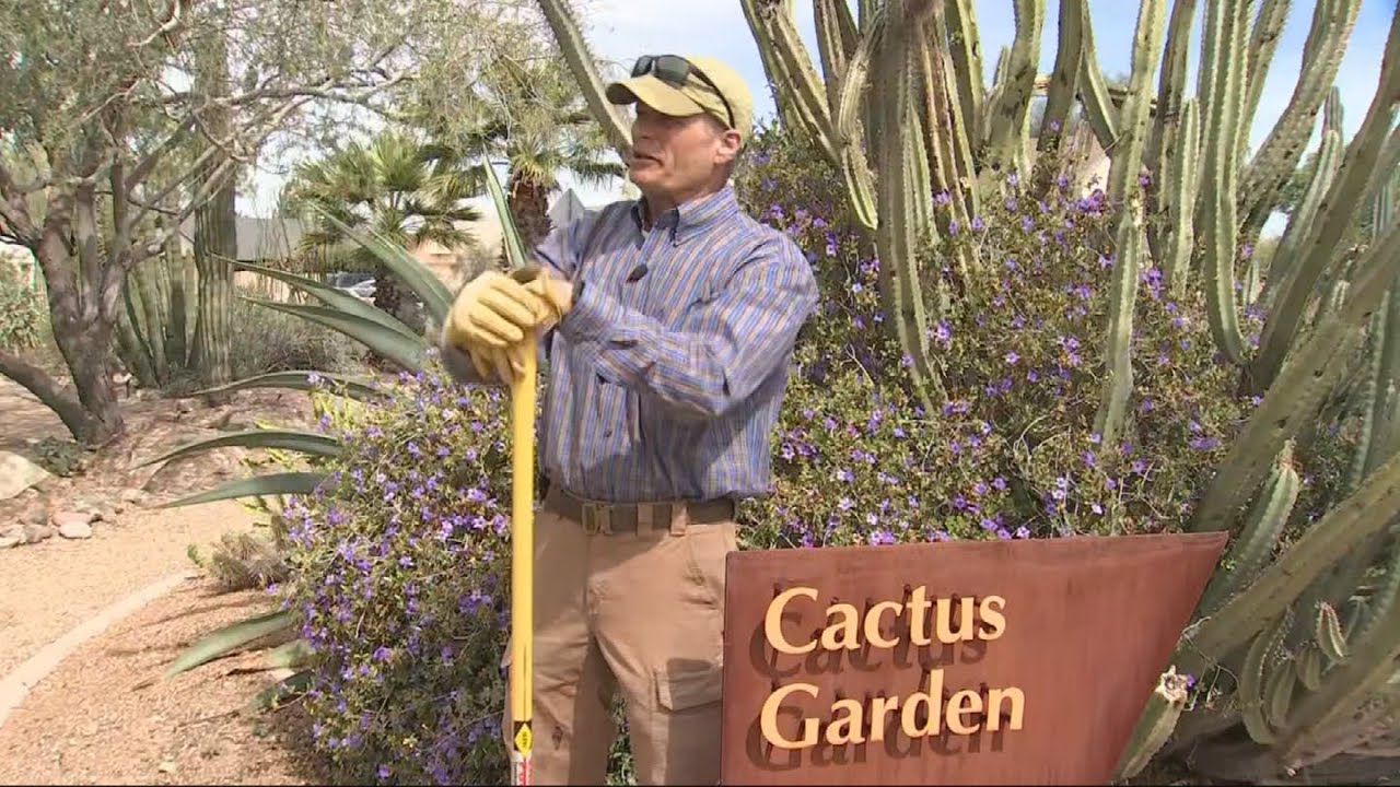 Glendale Public Library harvests rainwater for their Xeriscape Garden ...