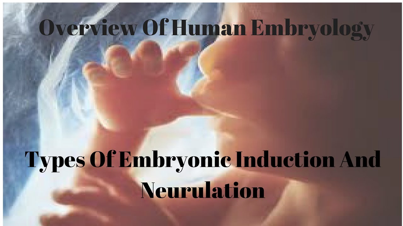 Types Of Embryonic Induction And Neurulation - YouTube