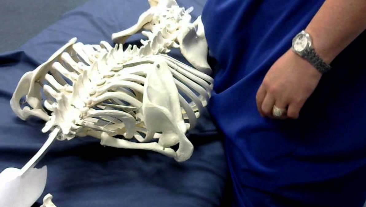 2 - Transverse Process - Thoracic Spine - YouTube