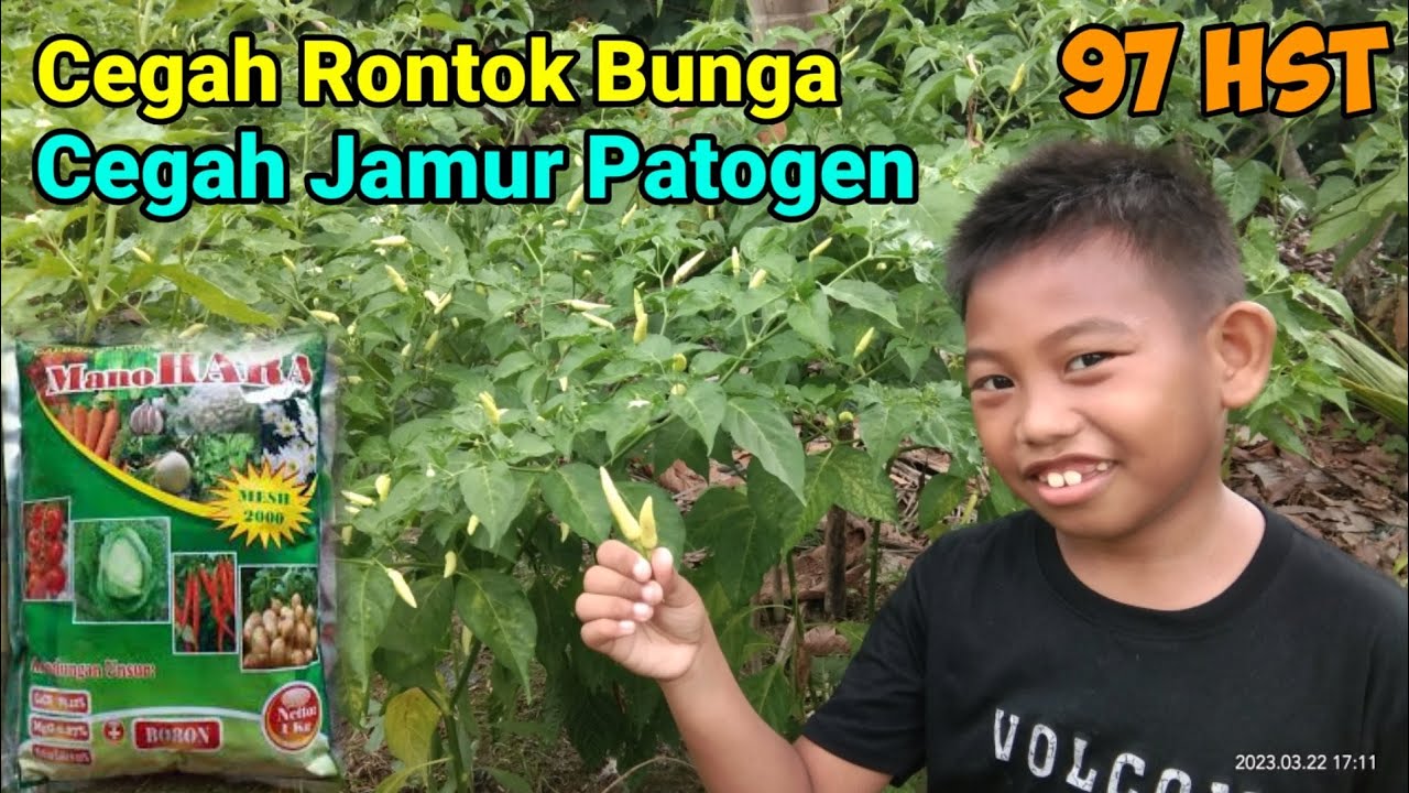 97 Hst Cara Mengatasi Bunga Cabe Rontok Dan Mencegah Jamur Patogen ...