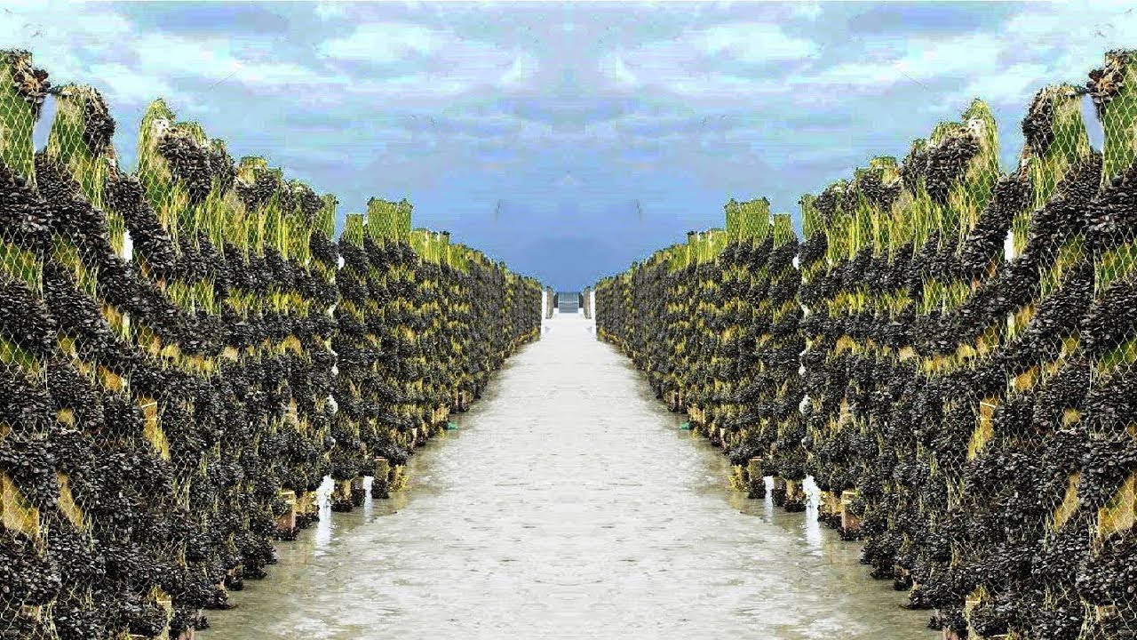 POPULAR GREEN MUSSEL CULTIVATION WITH MODERN TECHNOLOGY - MUSSEL ...