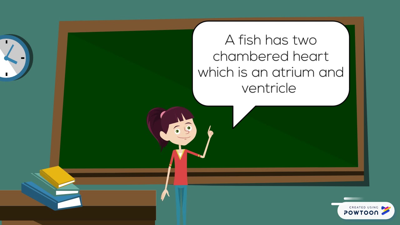 circulatory system - fish - YouTube