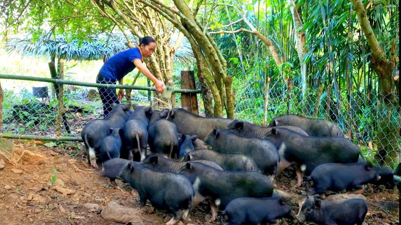 Bring the wild pigs to new places, forest life, farm life - YouTube