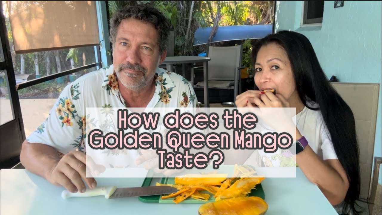Golden Queen Mango - YouTube