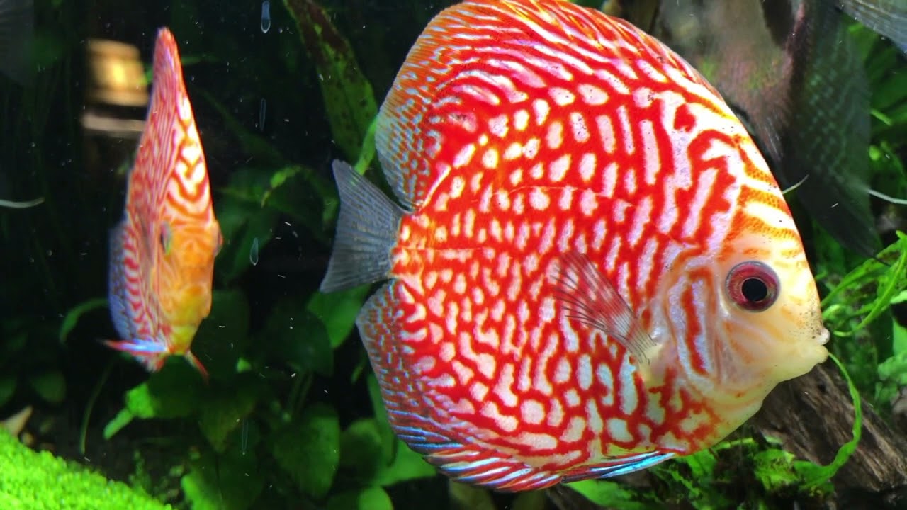 What makes an Anoxic Filter dissimilar to other filters: Magnetic ...