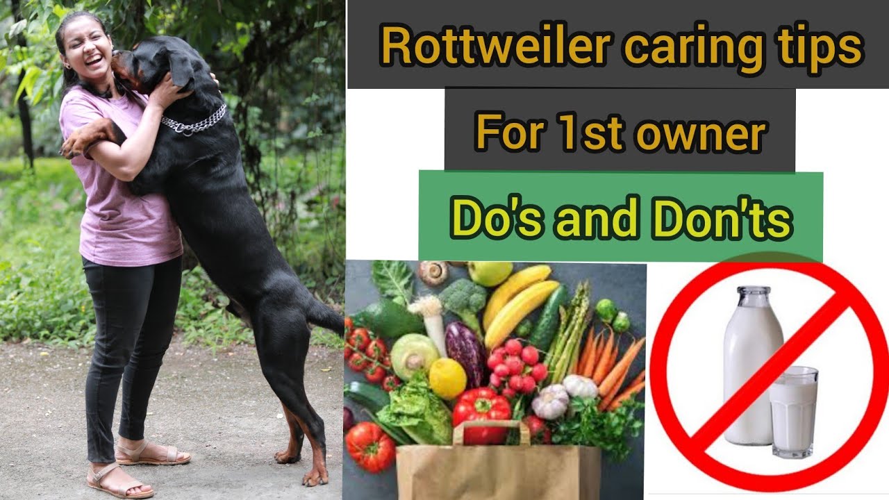 Rottweiler caring tips for first owners//Rottweiler training tips ...