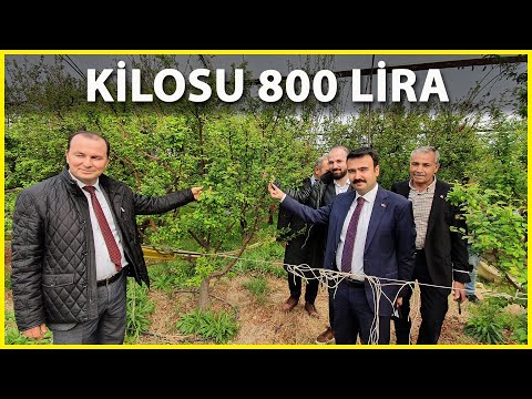Mut'ta Örtüaltı Erik Hasadı Başladı