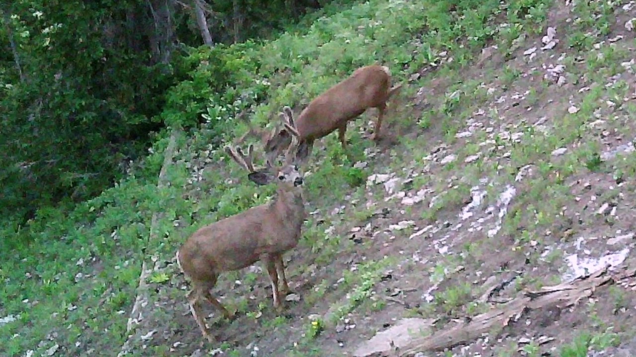 Utah Mule Deer 2016 - YouTube