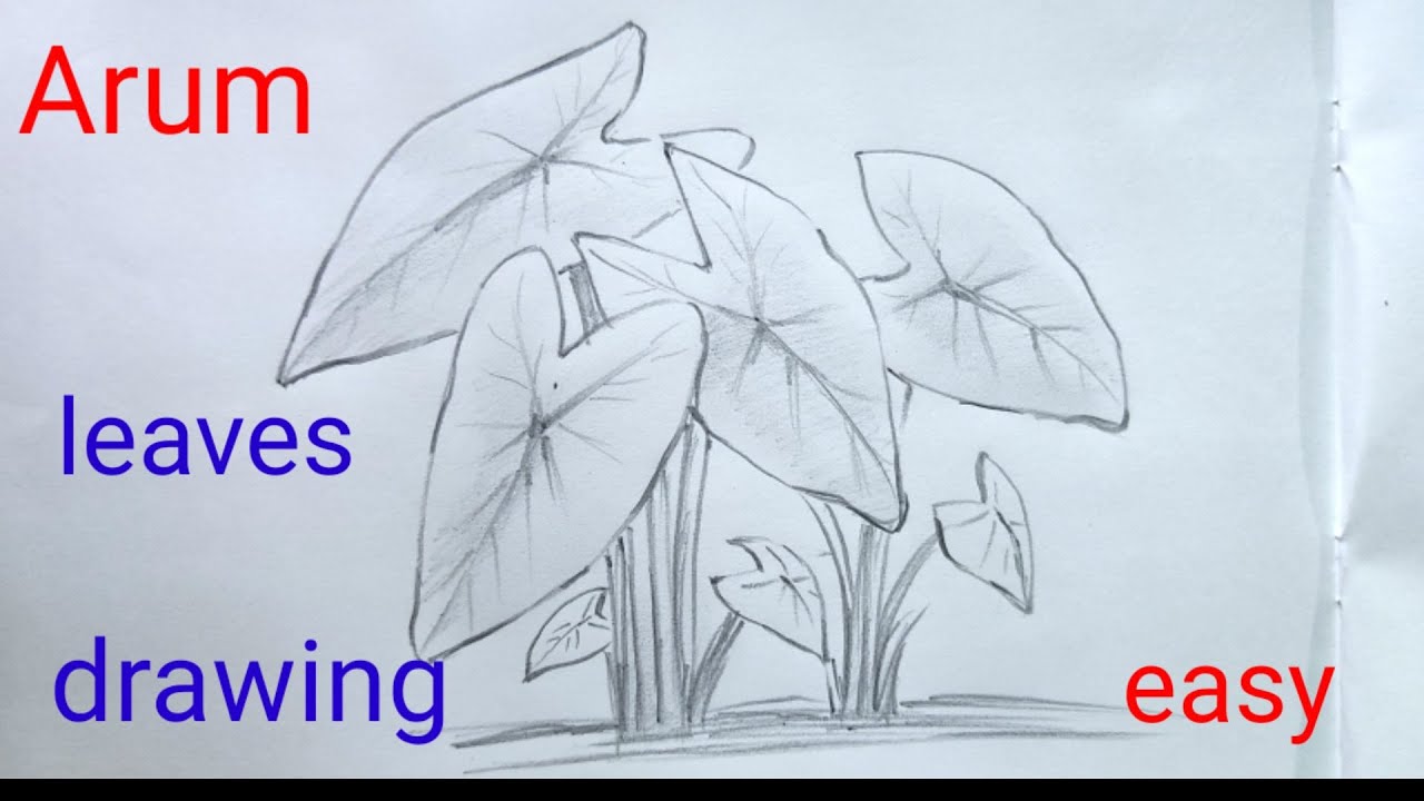 How to draw arum plant & leaf easy/elephant ear leaf(colocasia ...