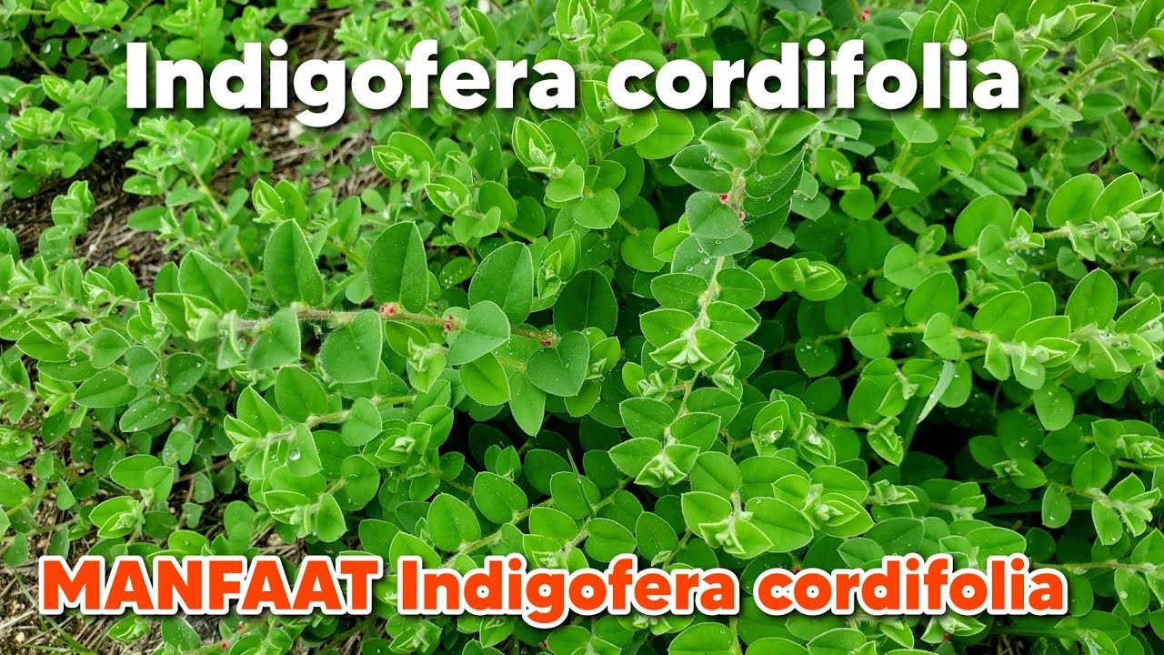 Indigofera cordifolia ‼️ Heart-Leaf Indigo | MANFAAT NILA DAUN HATI # ...