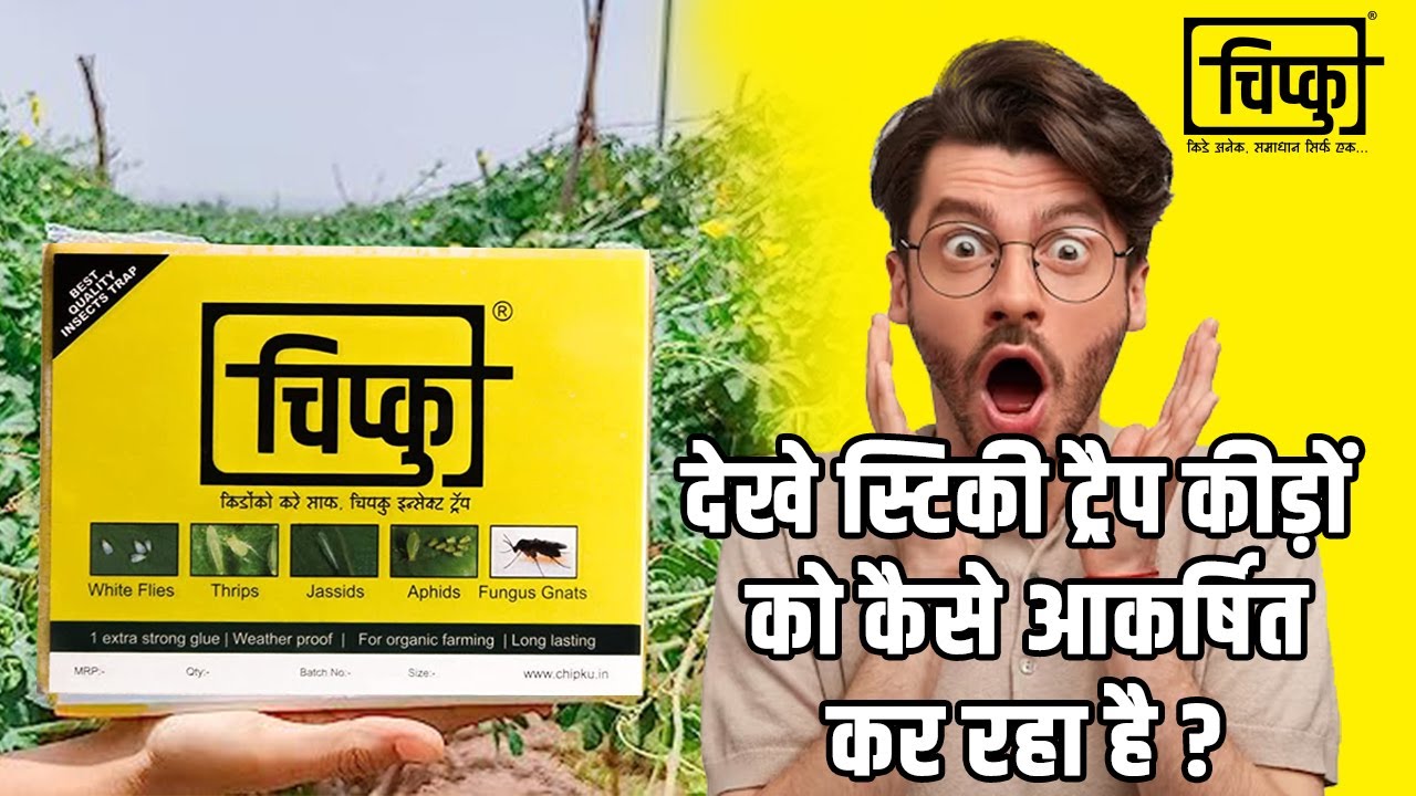 How to Assemble Chipku Yellow Sticky Trap #chipku #yellow #fruitfly # ...