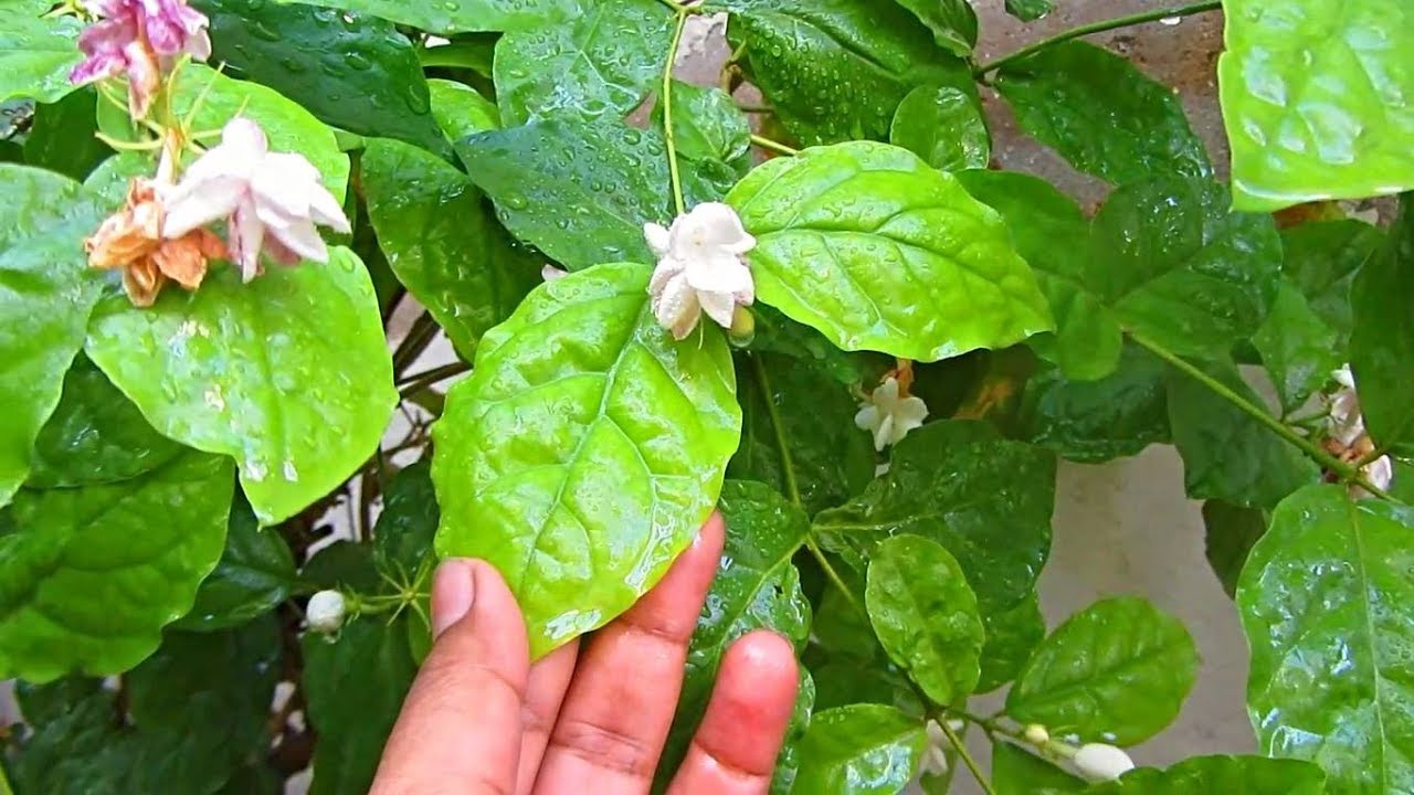 How To Care Motia / Mogra Plant | Urdu/Hindi - YouTube