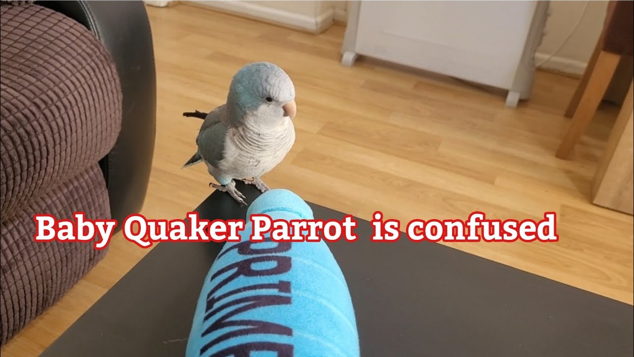 Quaker Parrot is confused and scared | Monk Parrot Talking - YouTube