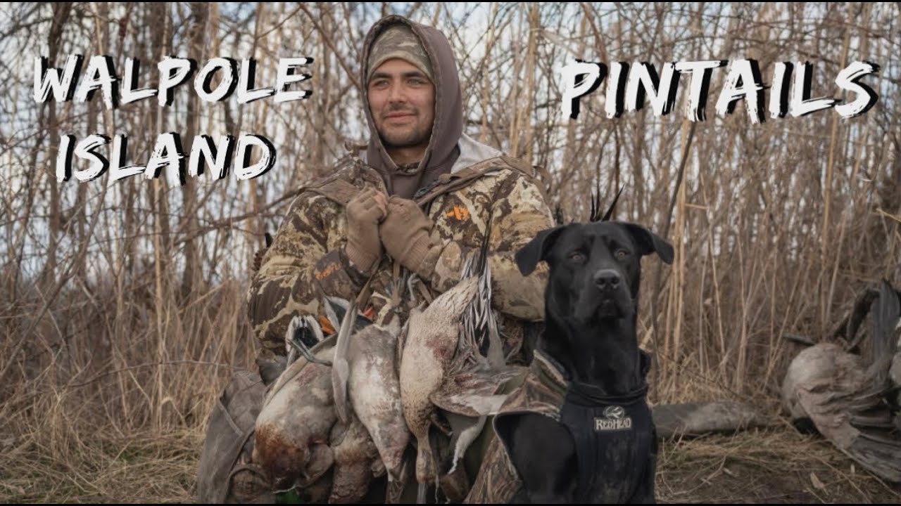 WALPOLE ISLAND MIX BAG - PINTAILS MALLARDS & GEESE - WATERFOWL - YouTube
