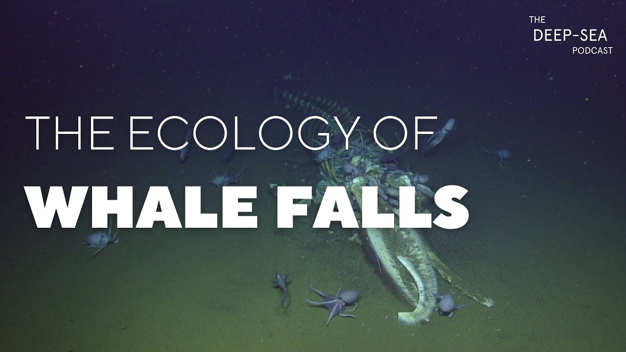 Whale falls with Craig Smith - The Deep-Sea Podcast Episode 32 - YouTube