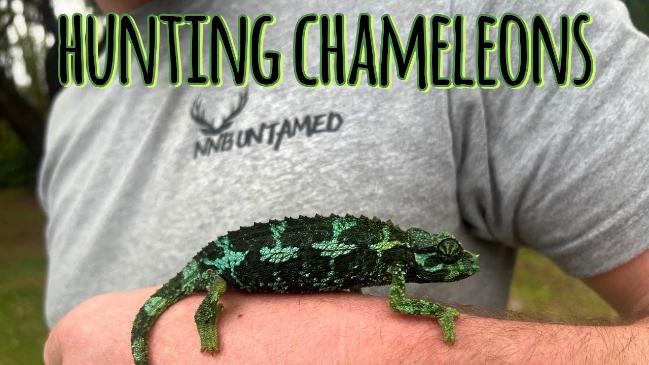 Hunting Jackson's Chameleons in Hawaii!!! #chameleon #nnbuntamed - YouTube
