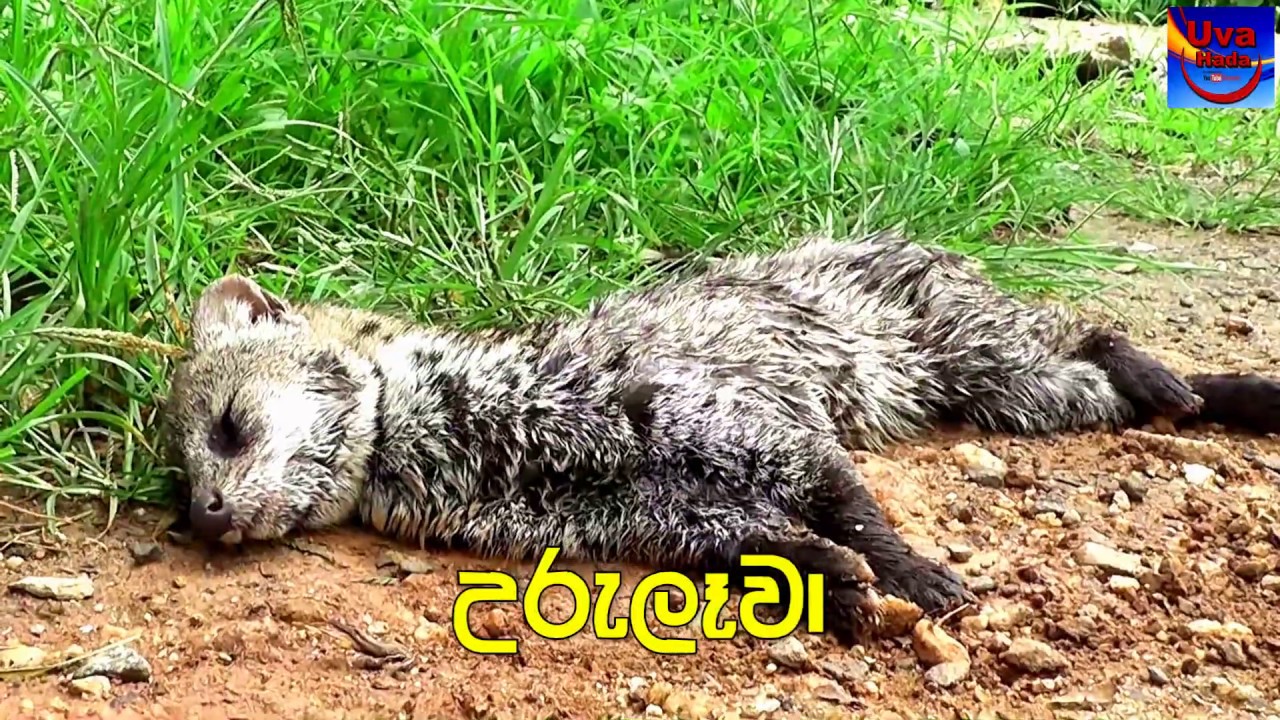 උරුලෑවා ගඳ ගස්සන හැටි , උරුලෑවා Civet - YouTube