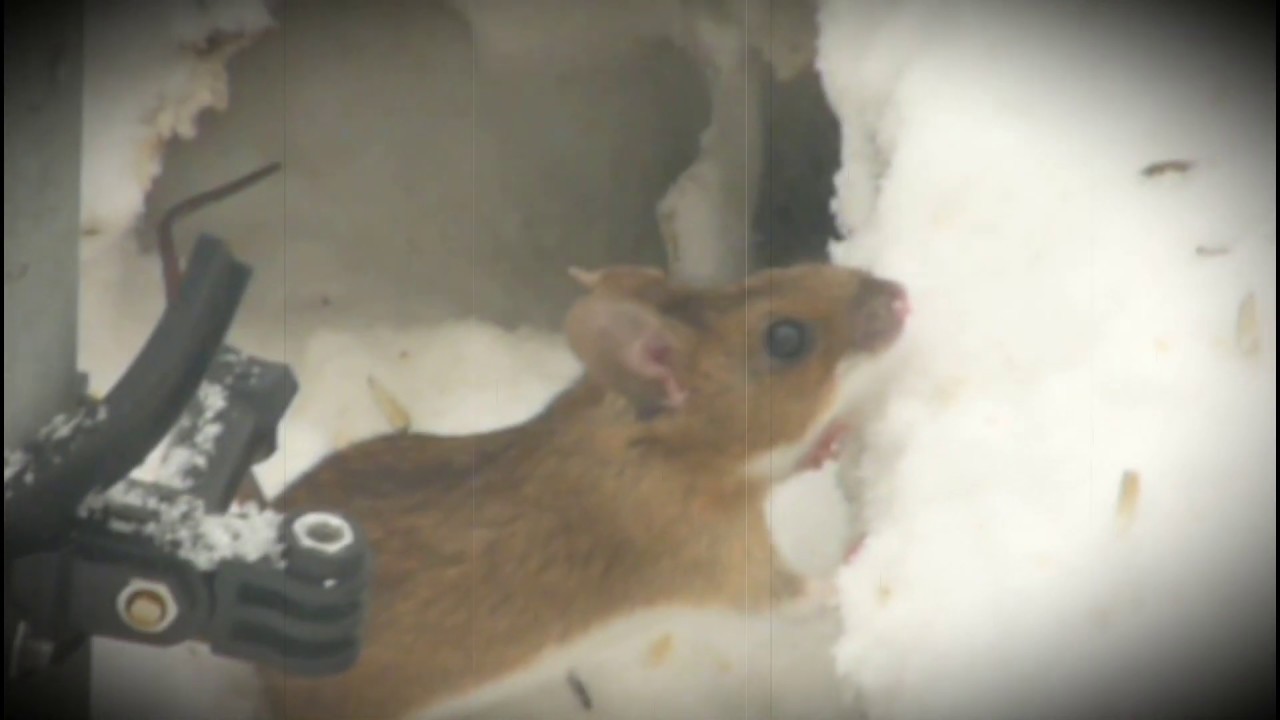 Wee, sleekit, cow'rin, tim'rous beastie, O, what a panic's in thy ...