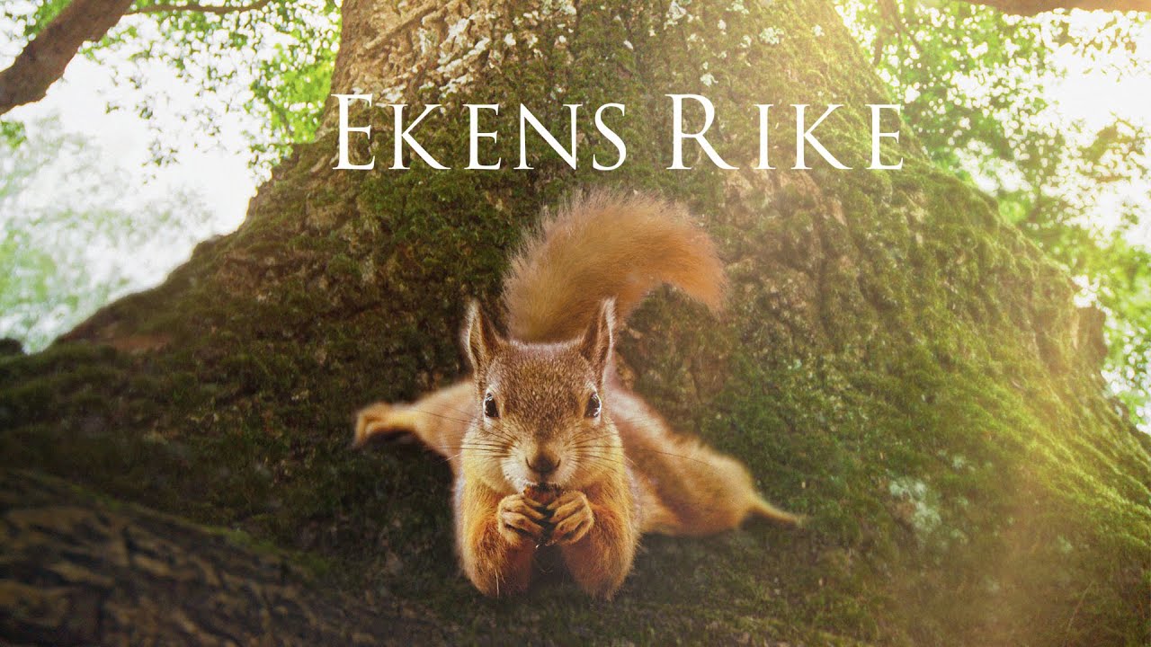 Ekens rike - officiell svensk trailer - YouTube