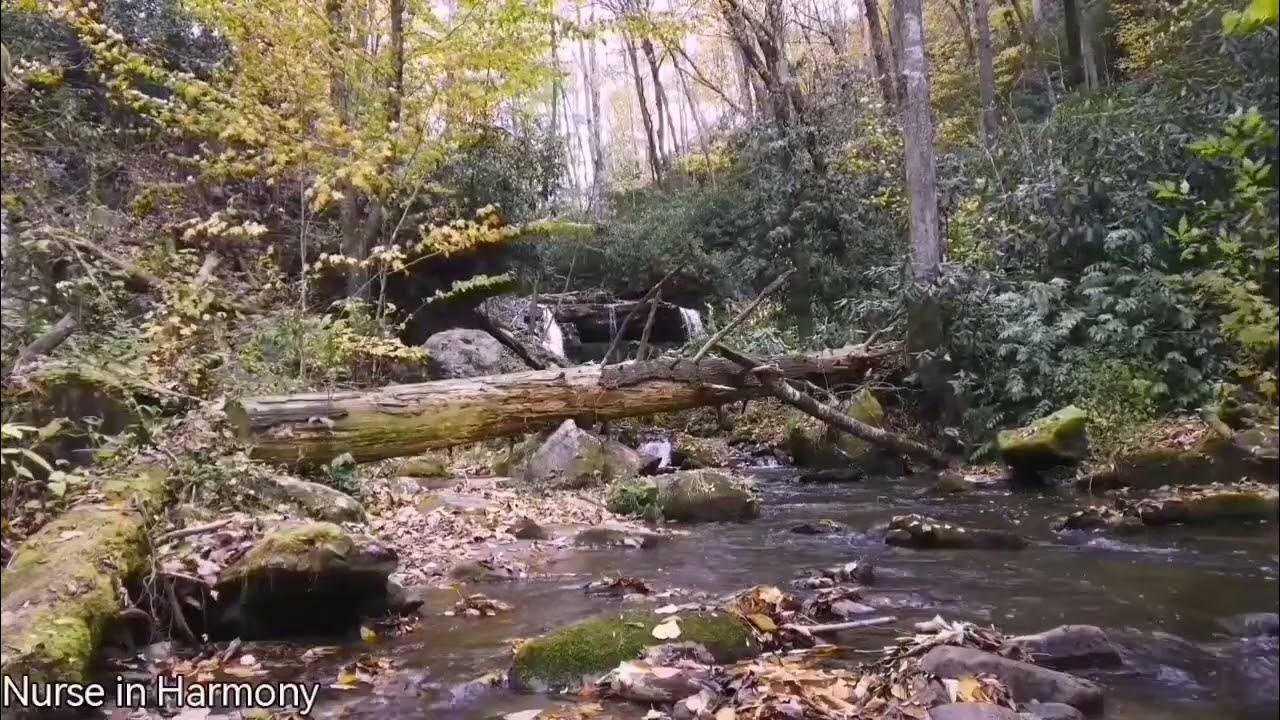 Relaxing Nature Sounds with Healing Music and Birds Chirping for Mind, Body and Soul to Relax ...