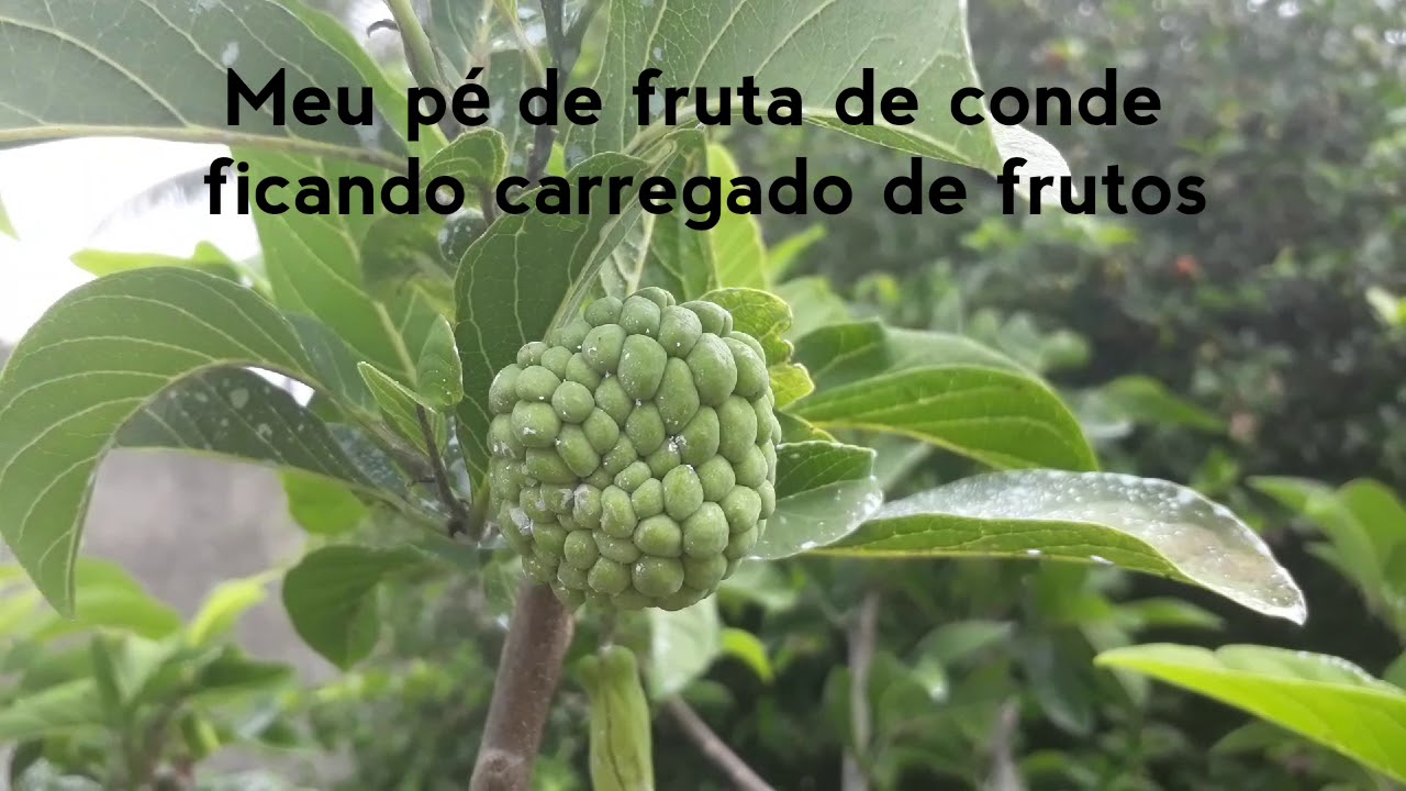 Arvore Fruta Do Conde