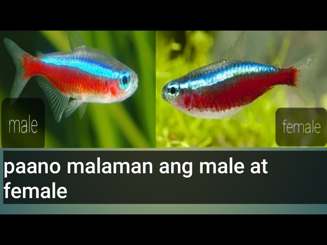 Cardinal Tetra Male Female Differences Care Guide For Cardinal Tetra