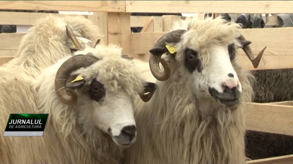 JURNALUL DE AGRICULTURA cu Marian Stoicescu, Silviu Geana, Catalin ...