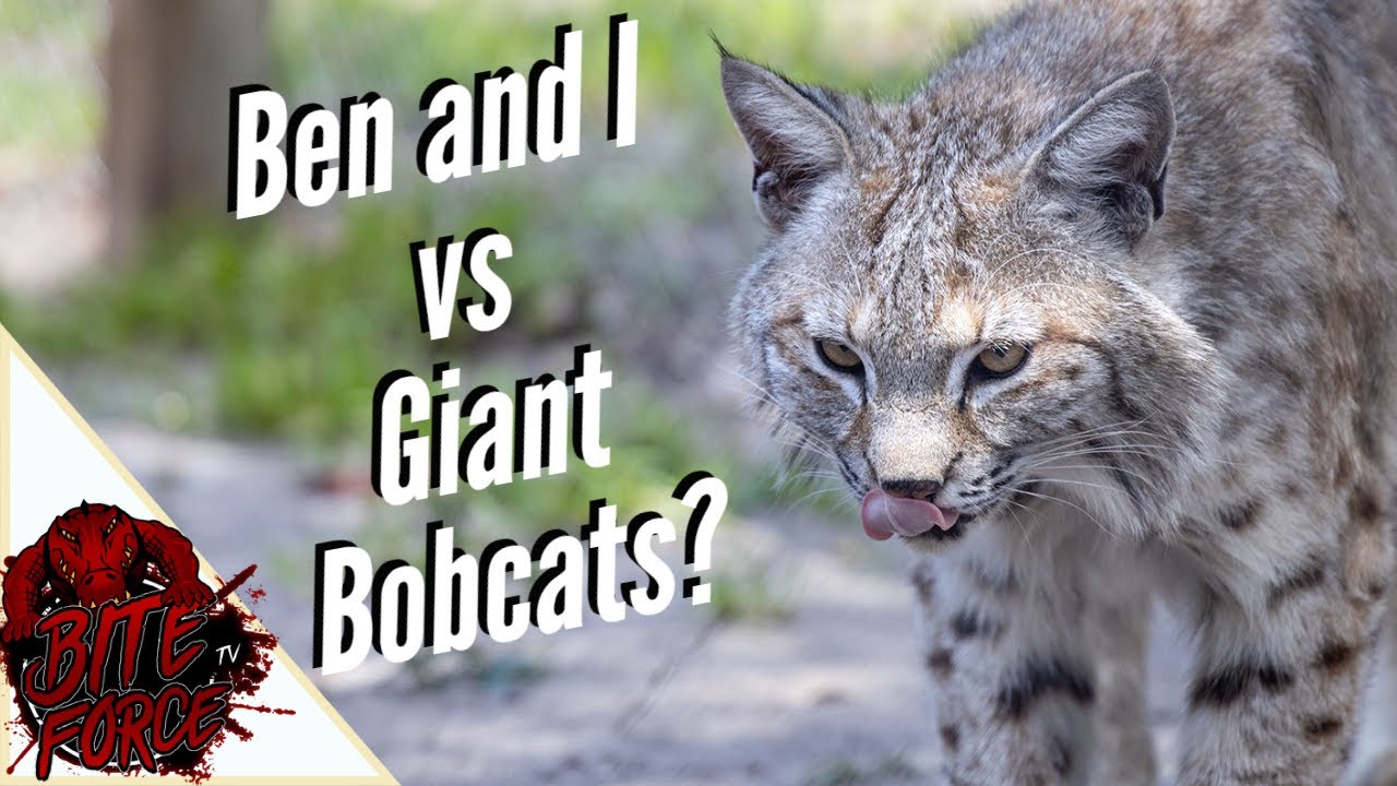 Hand catching GIANT bobcats!!! - YouTube