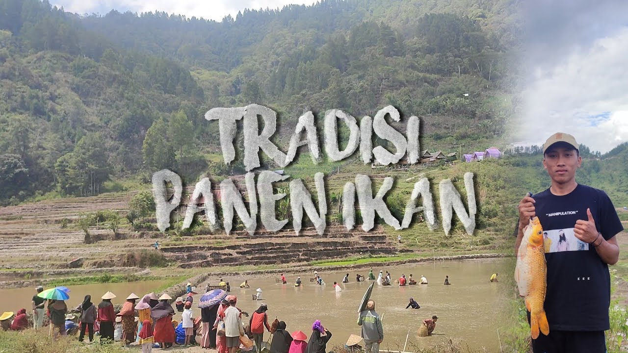 Serunya Tradisi Memanen Ikan Di Sawah (Rongkong Luwu Utara) | Ratusan ...