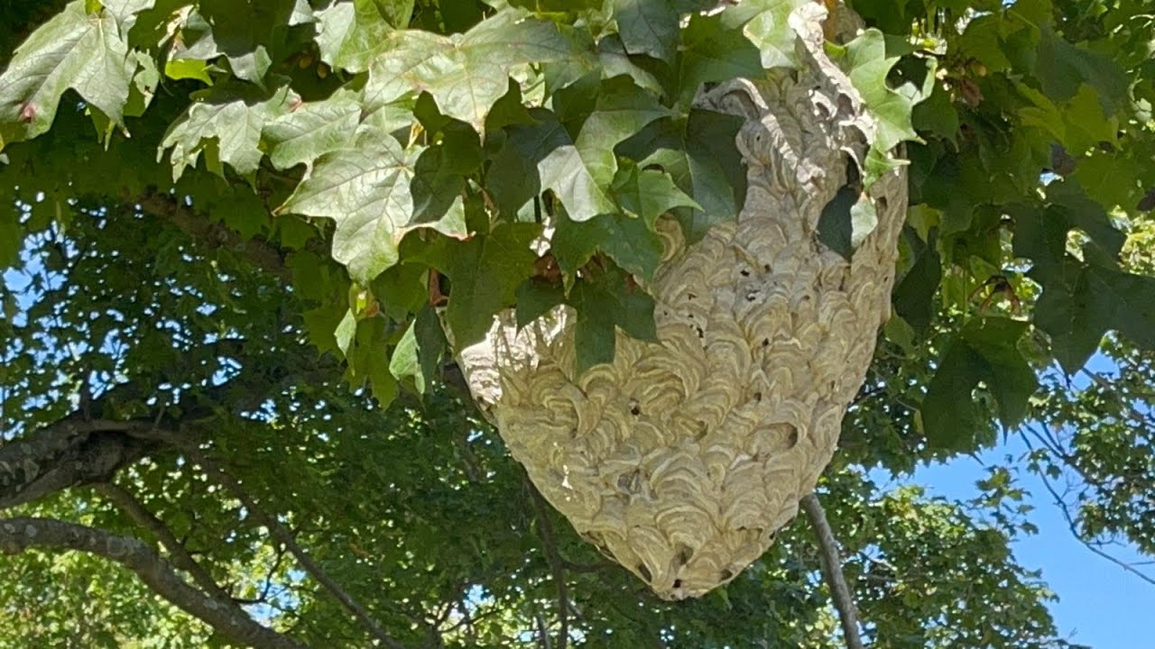 The Most Beautiful Wasp's Nest - YouTube
