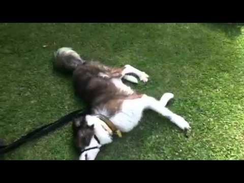 Cute spastic dog - YouTube